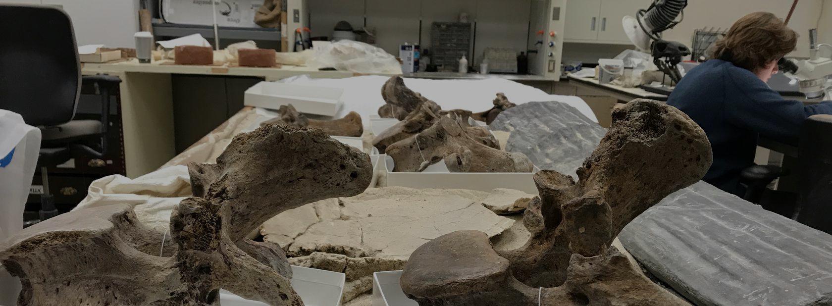 Solite Quarry - Virginia Museum of Natural History