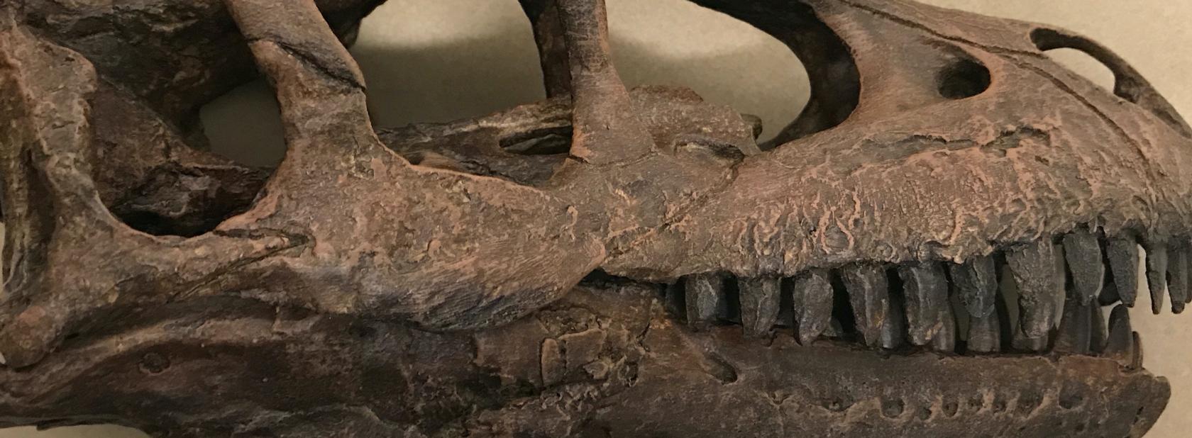 VMNH Foundation - Virginia Museum of Natural History