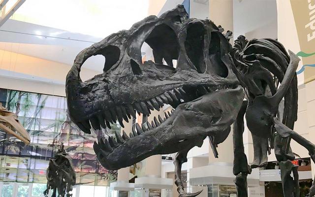 The Age of Dinosaurs (Special Exhibit)