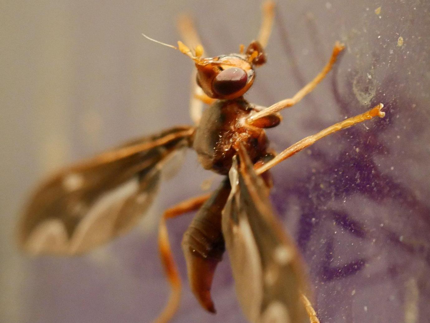 Virginia Museum of Natural History in Martinsville Virginia