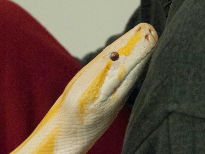 This Saturday! - Virginia Museum of Natural History